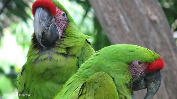 Aves en peligro de extinción: Guacamayo verde
